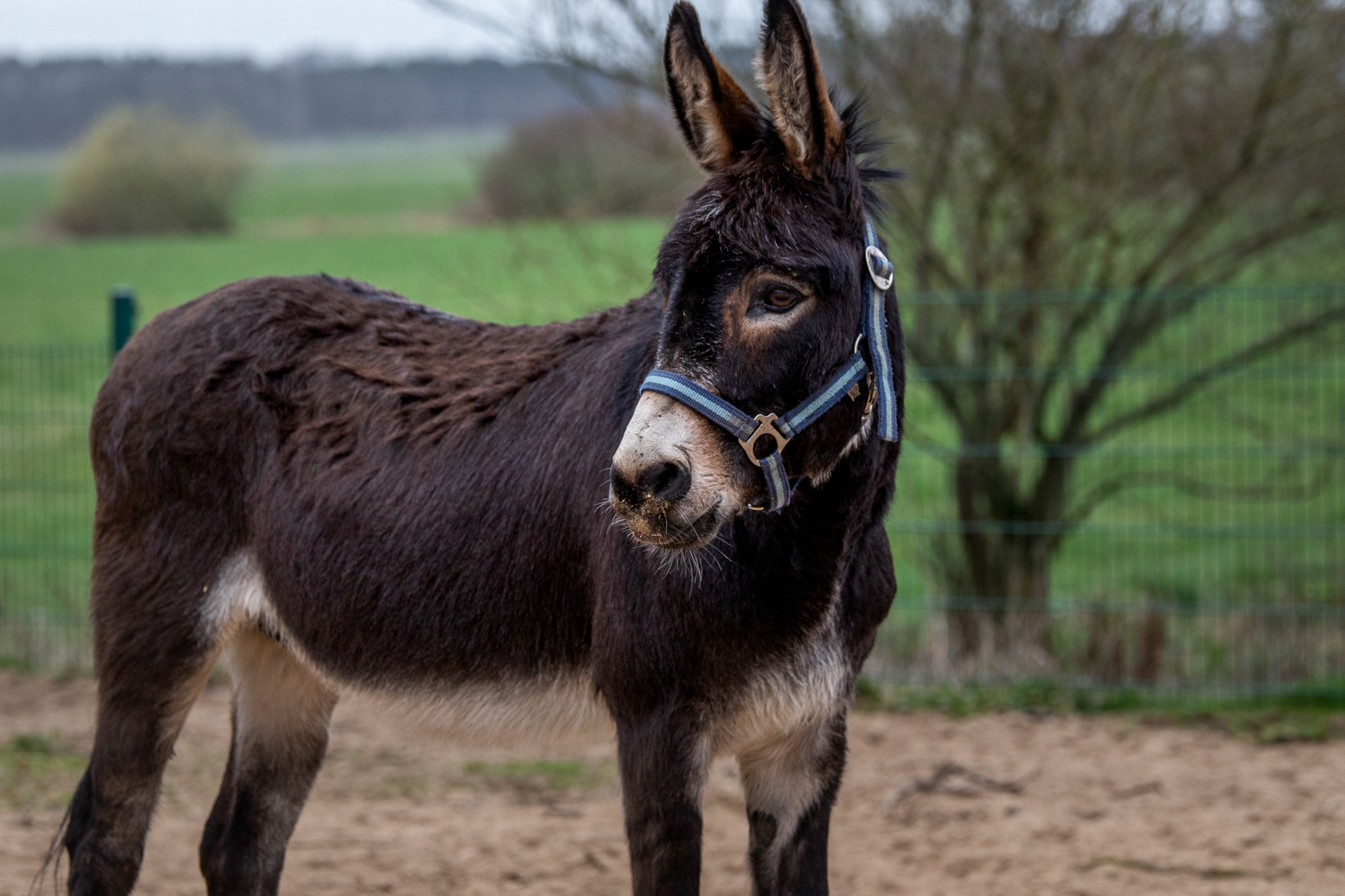 Vermittlungstiere : Wir suchen ein Zuhause! - Noteselhilfe e.V.